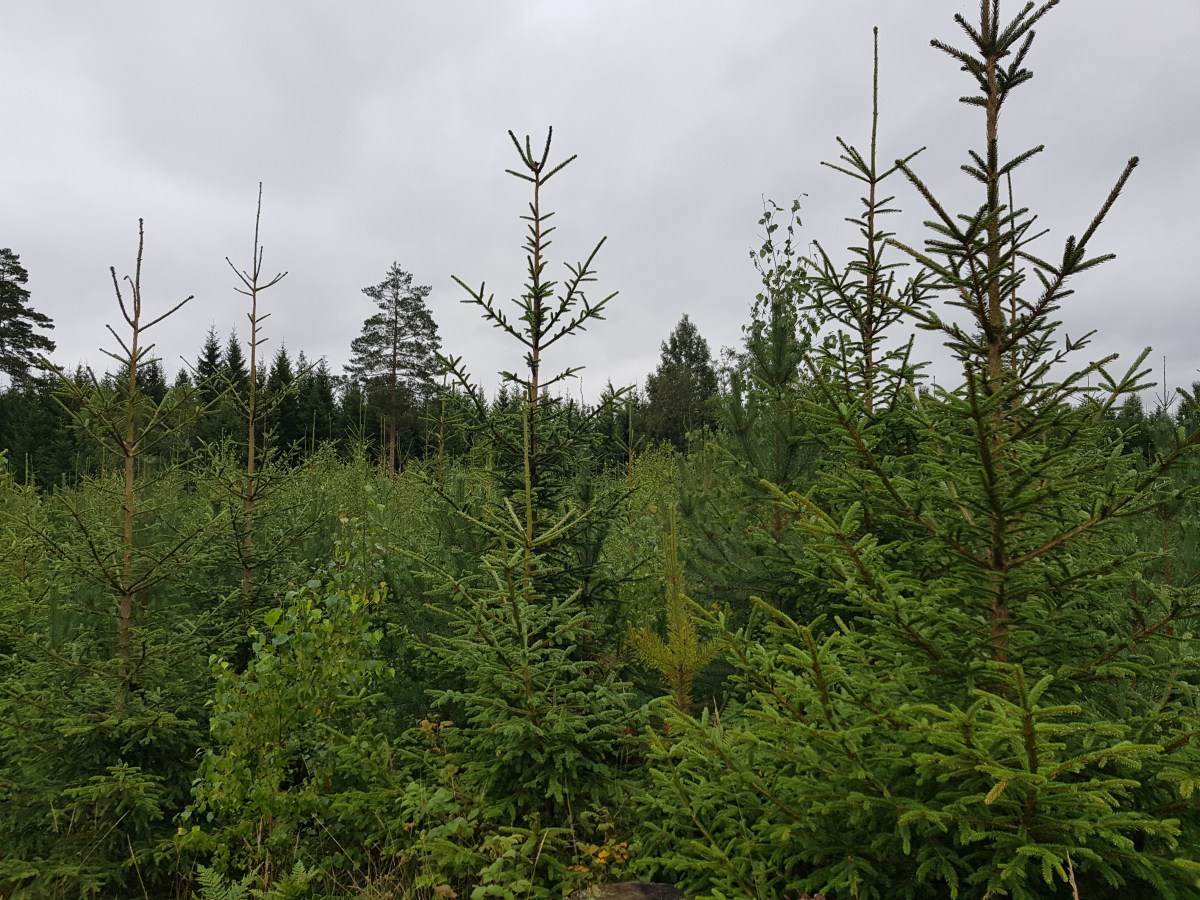 Produktionsskog – cultivation of trees for commercial objectives ...